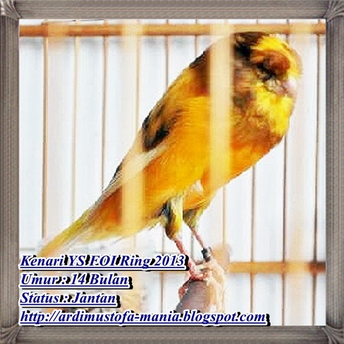 Profil Burung Kicau H. Ardi Mustofa: Kenari Ys Italia Foi