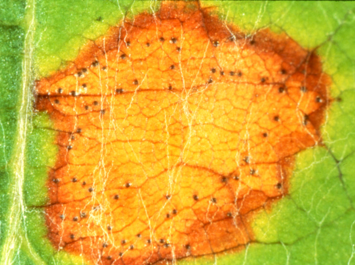 UK - Diseases of Fruit Crops & Ornamentals: Black Rot Common on Grape