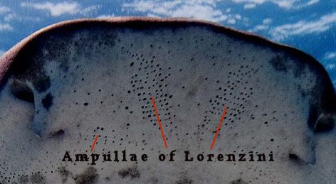 Why Sharks Are AWESOME! - Science in the City