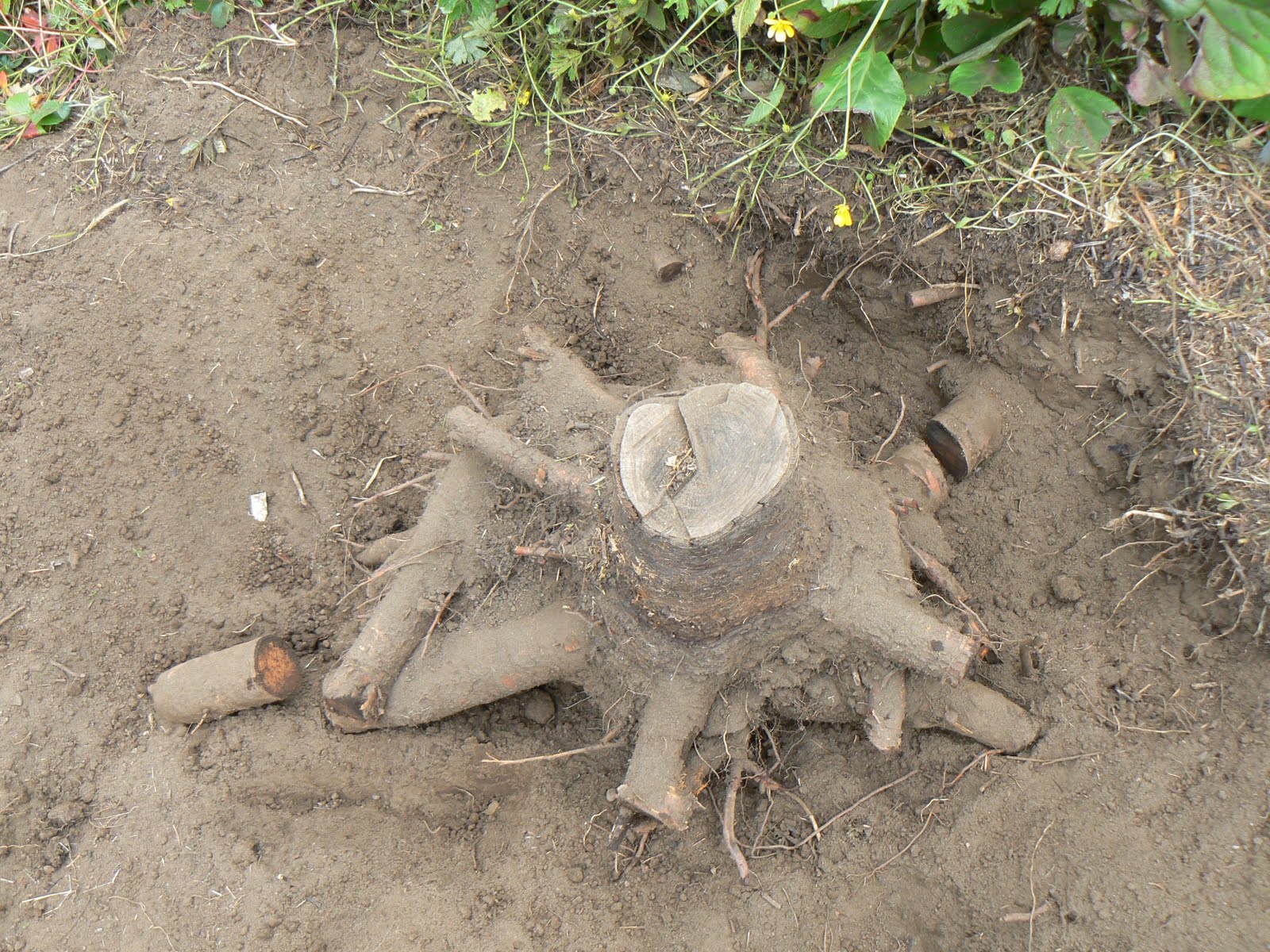 The Trinidad Garden: Taking out a tree stump by hand