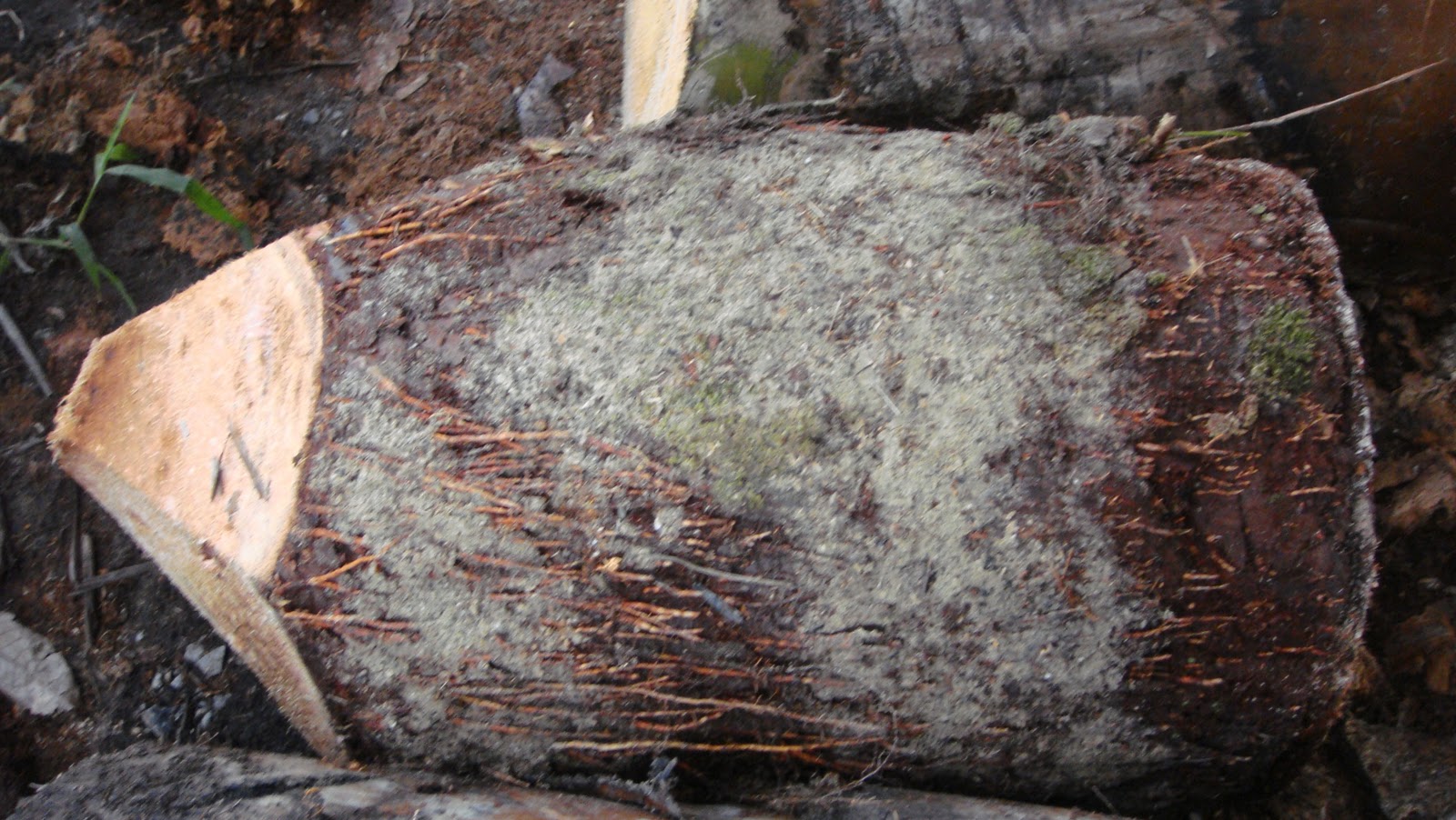 Teknologi Penghasilan Ambulong: Proses pembuatan