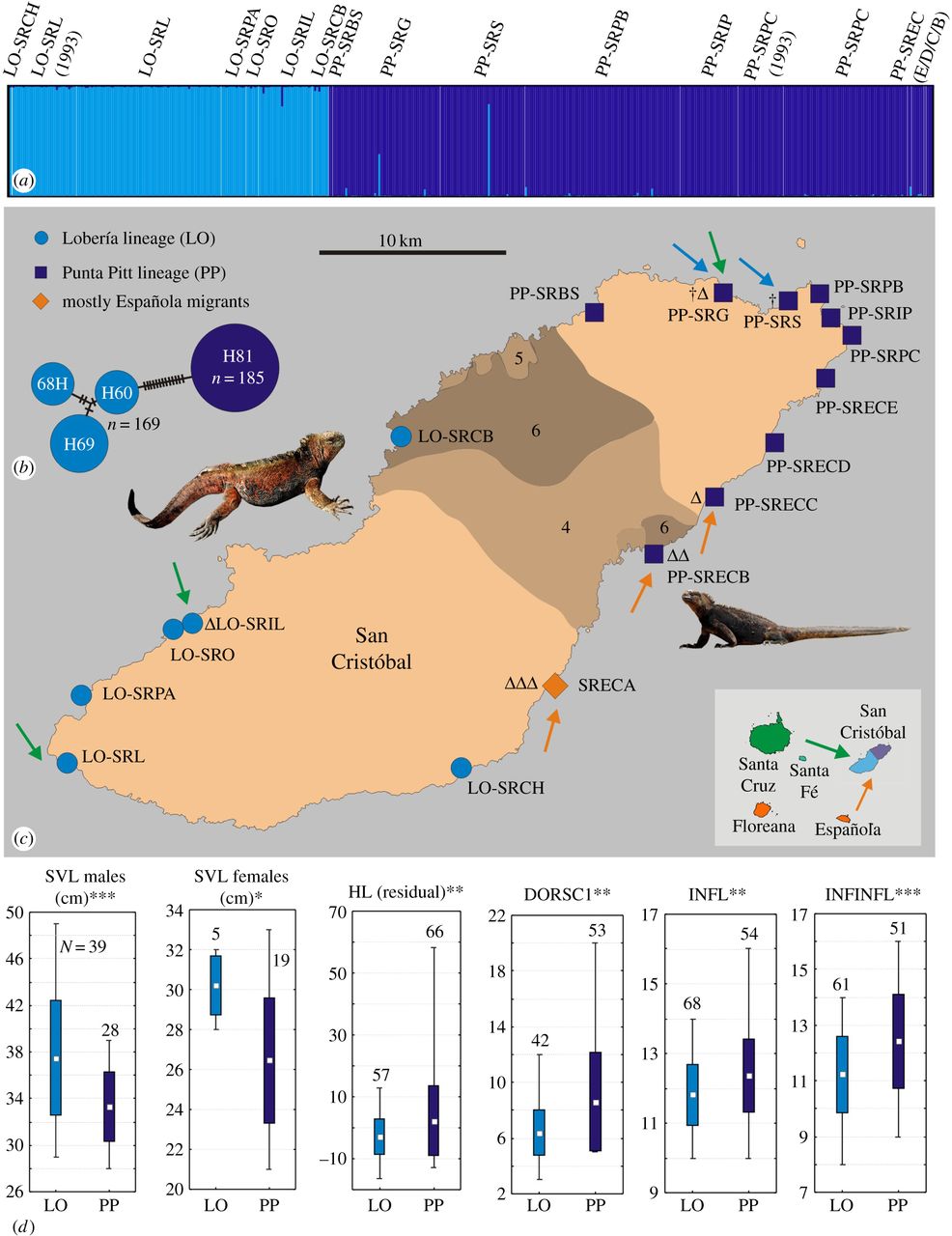 Zoology Jottings: Galapagos Marine Iguana: Genes and Islands