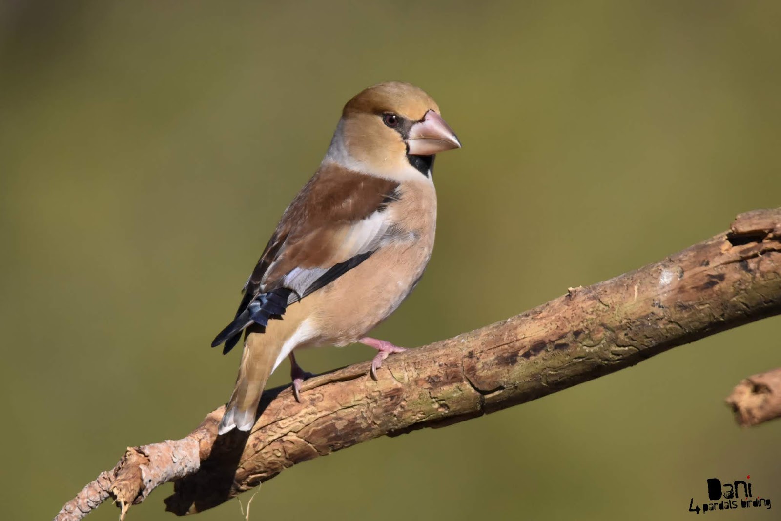 4 birding: pinzón real