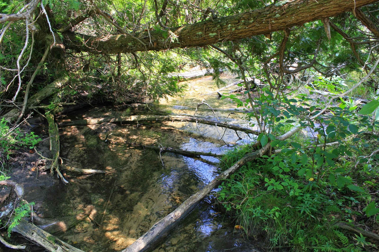 the common milkweed: Cedar Bog & Gallagher Fen State Nature Preserves