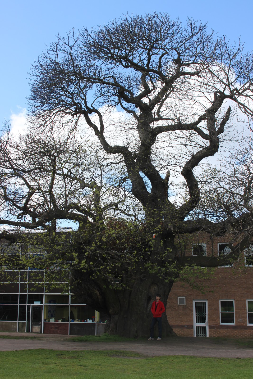 Around Chester: Ancient Trees