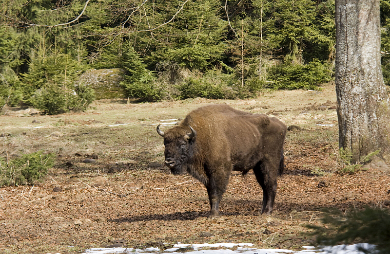 fotoVidmar: Zober (Bison bonasus)