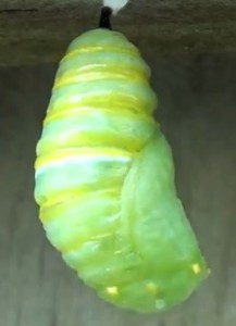 HAKIM SESUATU: Sebuah kepompong