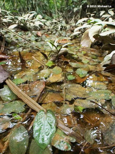 The rainforests of Borneo & Southeast Asia: The freshwater swamp/stream ...