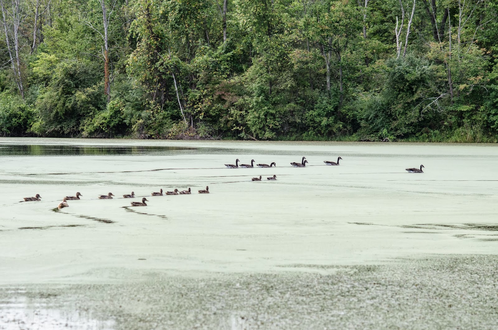 Picturing the Ordinary: Hop Frog Pond