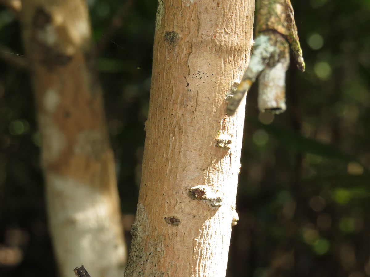 Queensland Coast: Australia's Spurred Mangroves (Ceriops sp.)