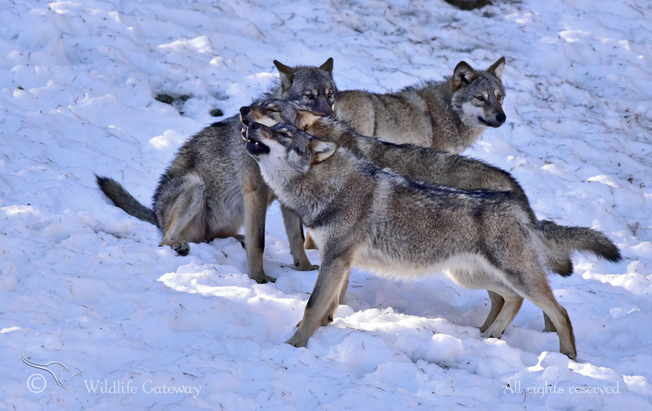 WILDLIFE GATEWAY: Meute de Loups de gris