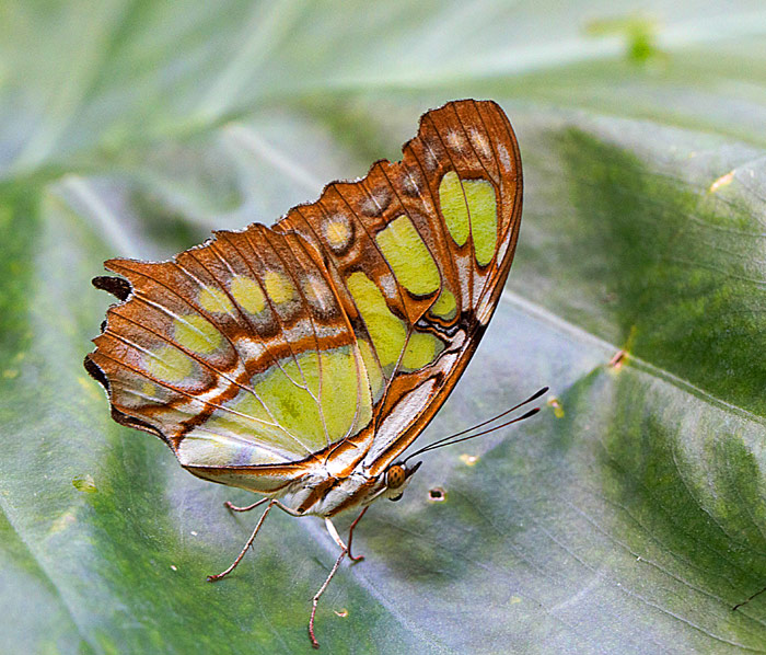 FOTO NATURA HUESCA 2: MARIPOSA Siproeta Jacob Hübner, 1823