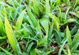 Anim Agro Technology: RUMPUT KERBAU