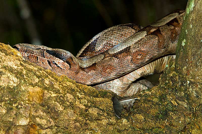 Photo in Natura | natureza transformando pessoas: Jiboia para o Almoço
