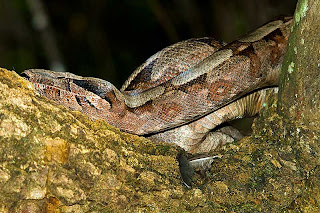 Photo in Natura | natureza transformando pessoas: Jiboia para o Almoço