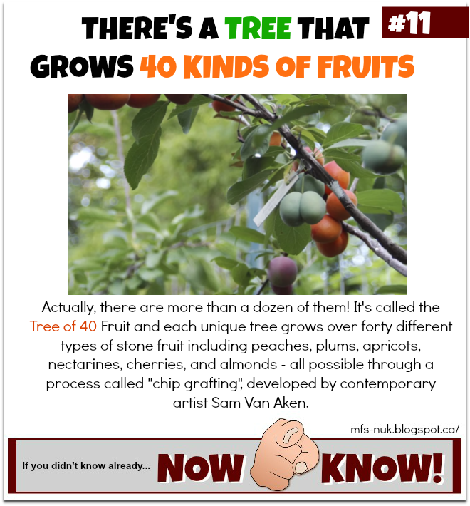 MFS-Now U Know: RANDOM FACT #11 - THERE'S A TREE THAT GROWS 40 KINDS OF ...