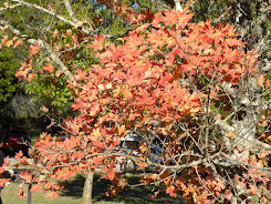 Family Adventures: Exploring Giant Sequoia Trees