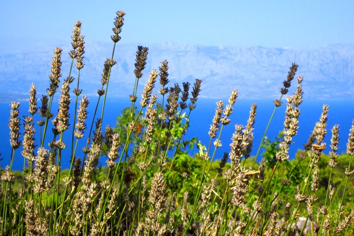 L'anima dei luoghi: Profumo di lavanda a Hvar