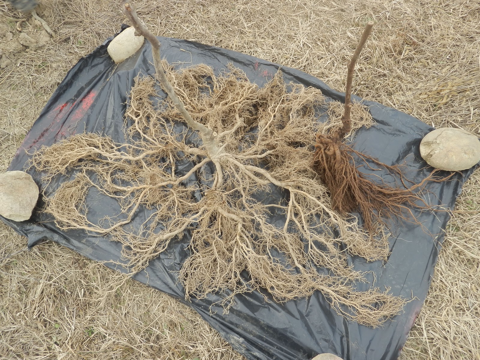 Nergeta: Northern Hemisphere's Highest Quality Green Kiwifruit: Let's ...