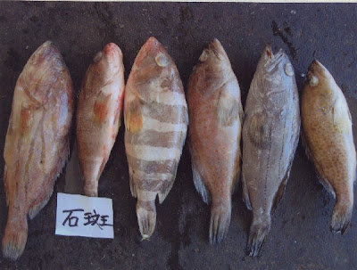 Ikan Kurapu - Kakap - Grouper fish - Fish Information (INDONESIA)