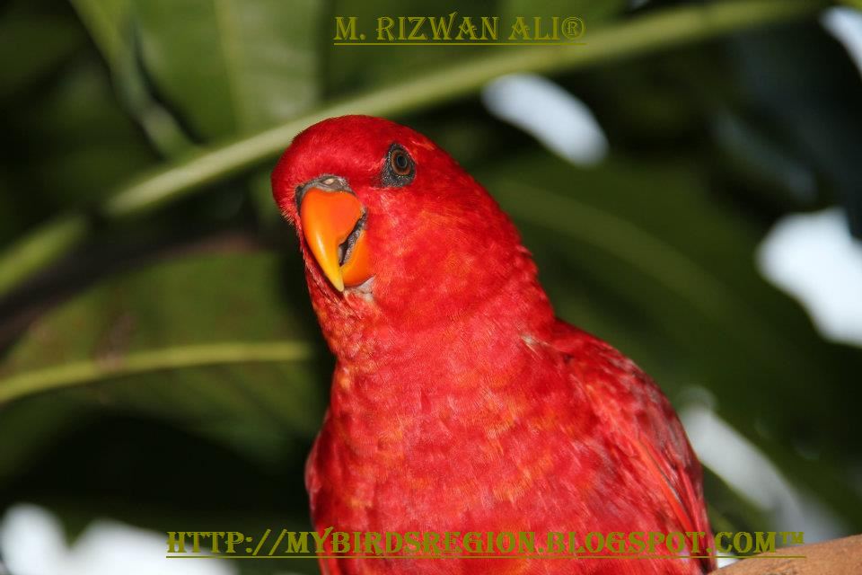 MoRiz's Birds Region: Nick, My Red Lory...