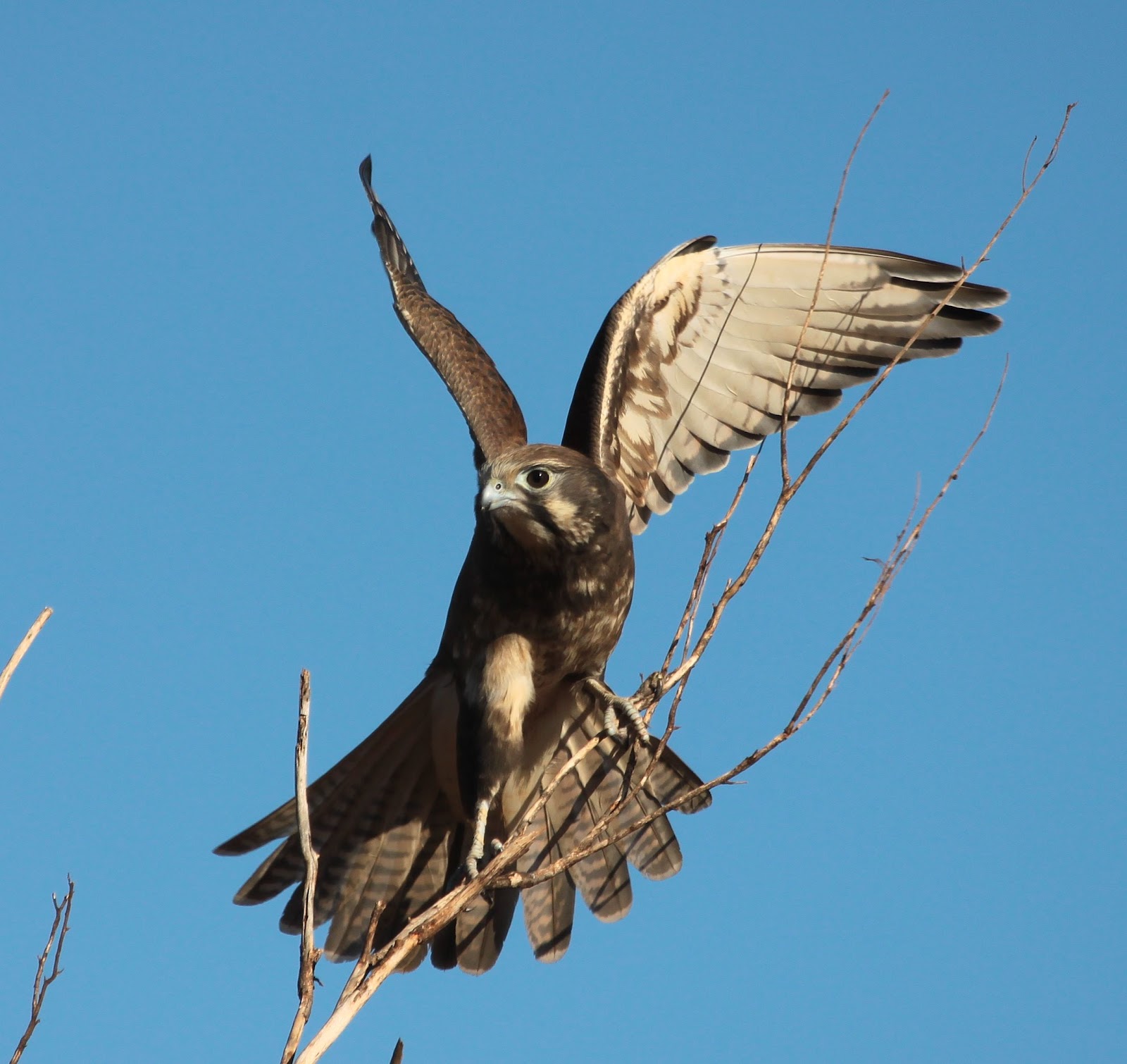 Richard Waring's Birds of Australia: Brown Falcon - I am not your Prey!