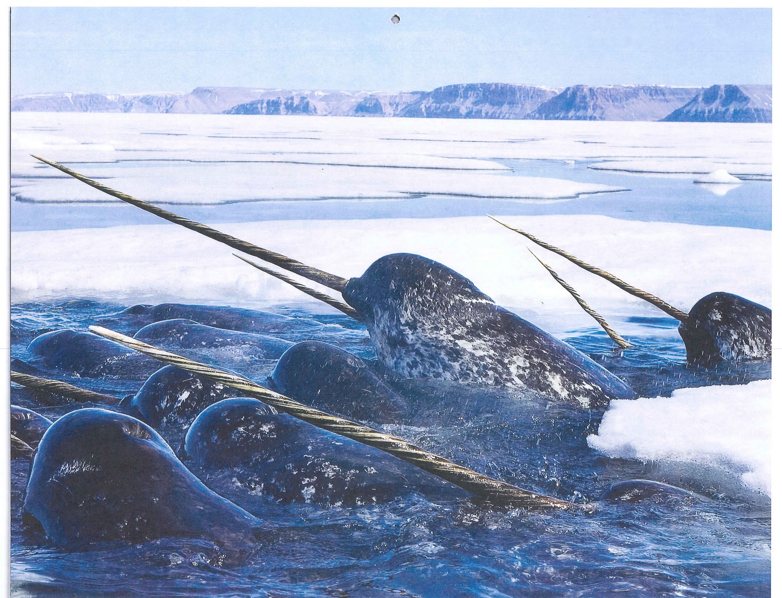 Los seres vivos: Narval