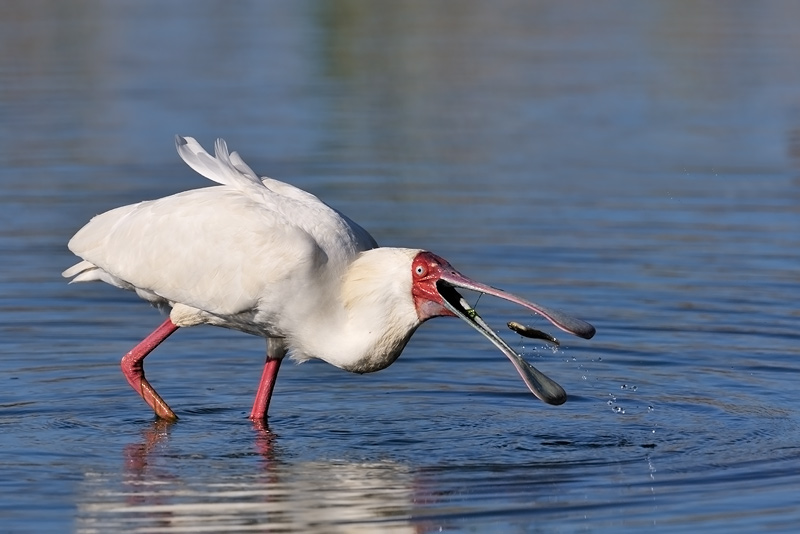 Eric Landsberg Wildlife Photography: African Spoonbill