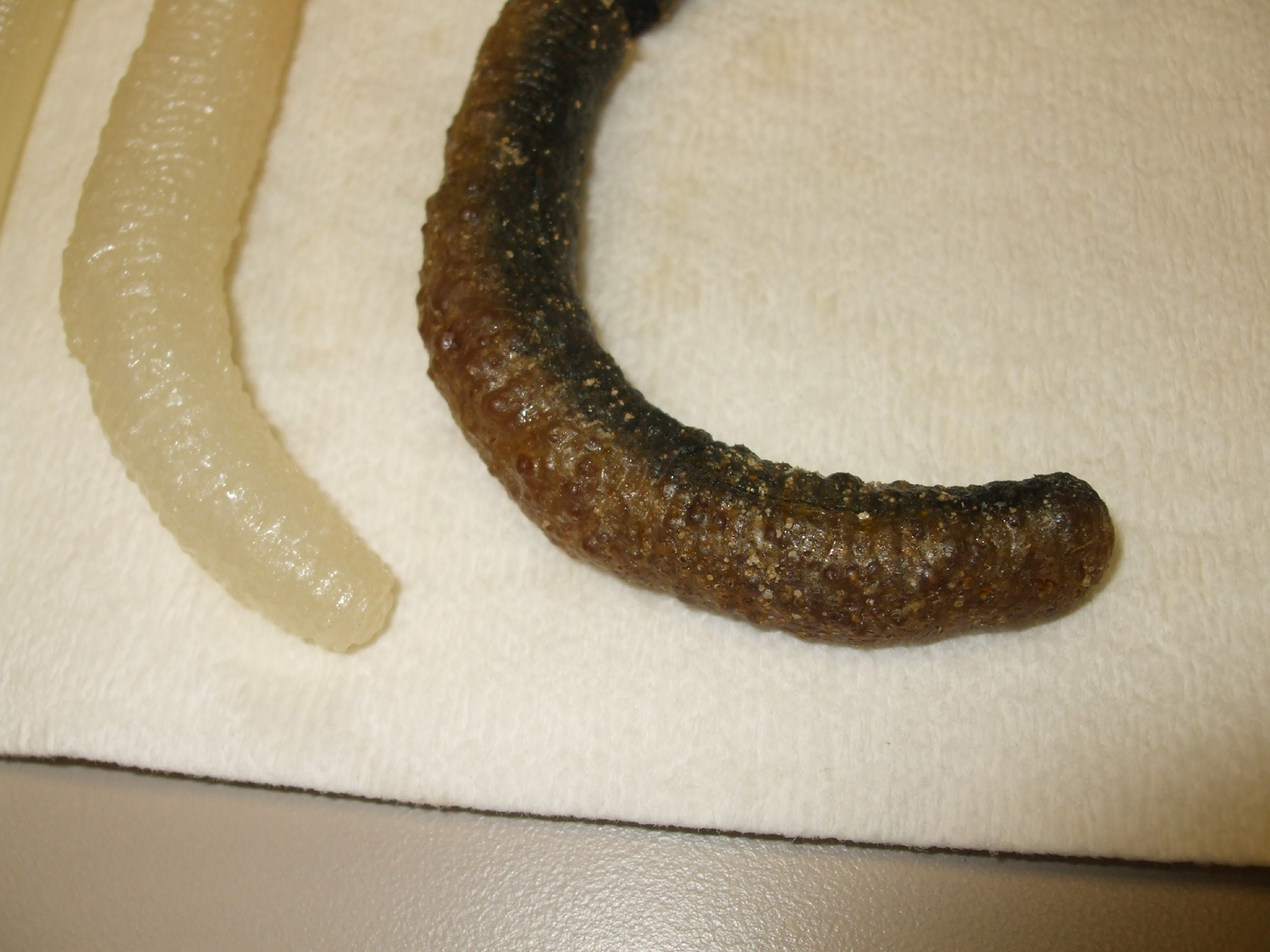 Creepy Dreadful Wonderful Parasites: September 2012