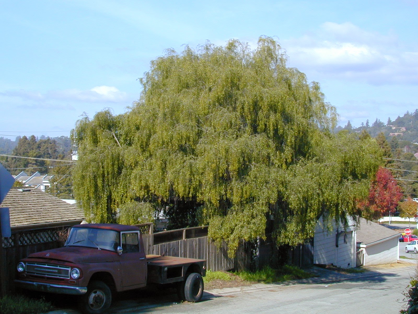 Trees of Santa Cruz County: Maytenus boaria - Mayten Tree