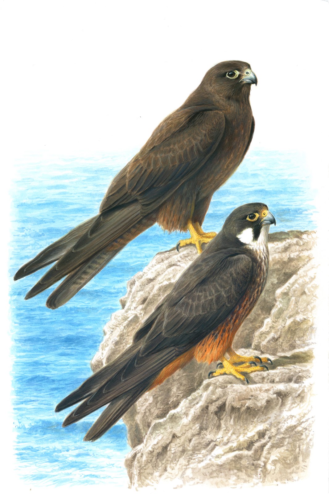 Eleonora`s falcon illustration