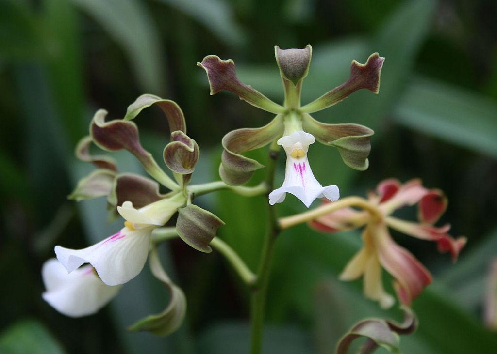 Encyclia cordigera care and culture | Travaldo's blog