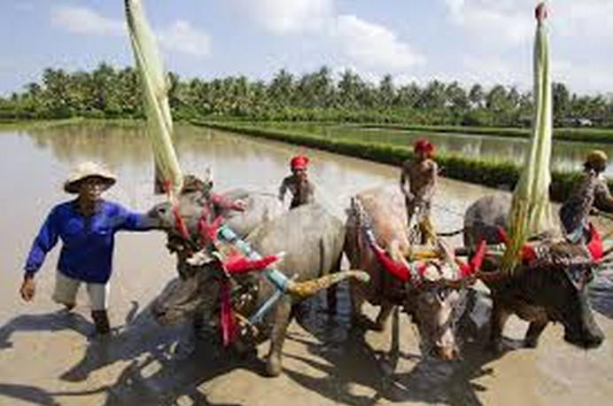 Aneka di Bali: Mekepung / Karapan Kerbau /Buffalo Races