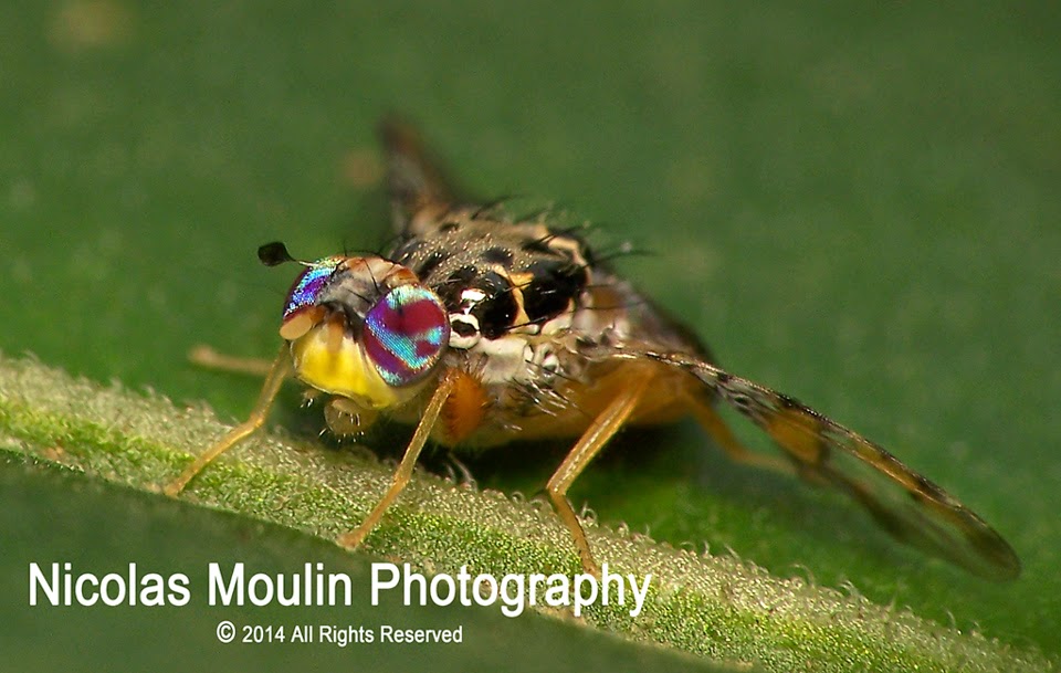 Art Insect: Ceratitis Capitata (Mosca de la Fruta)