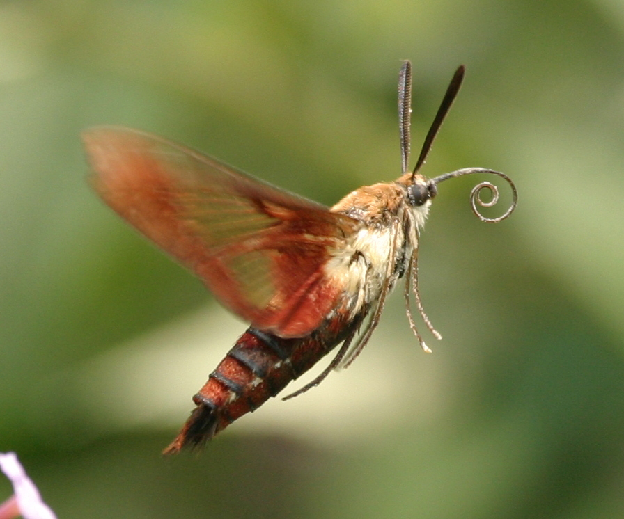 Flora y Fauna de las Sierras de Jaén: MARIPOSA ESFINGE COLIBRÍ