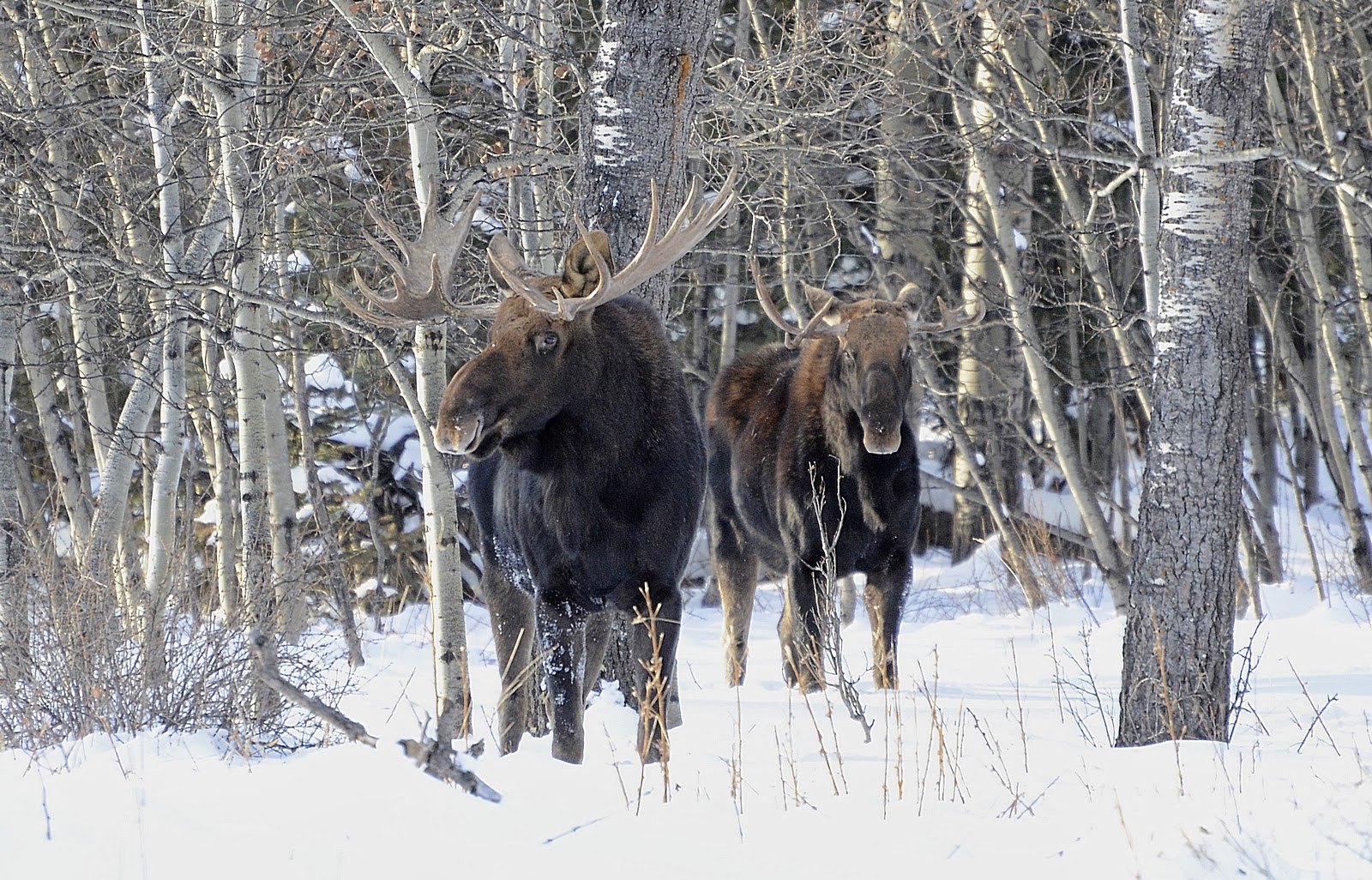 Turbo's Track and Photo Tour: Moose, Golden Eagle, Rough Legged Hawk ...
