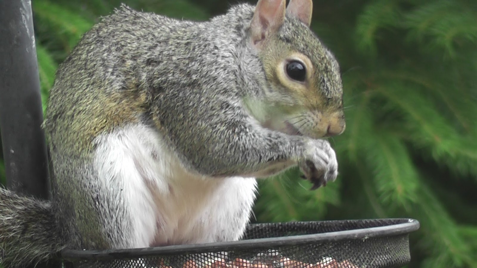 Animals and kids: Squirrel eating nuts