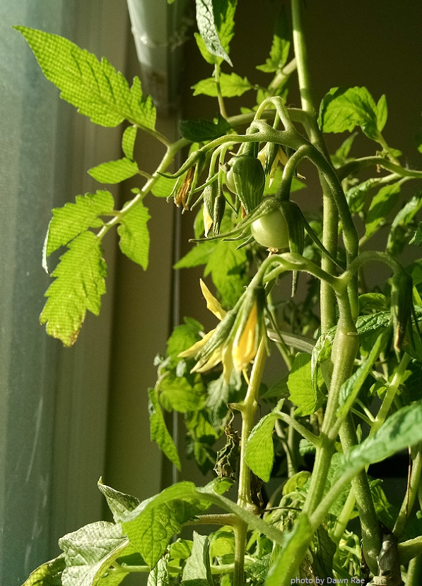 Budget Balcony Living: Another Red Siberian Pole Tomato Update