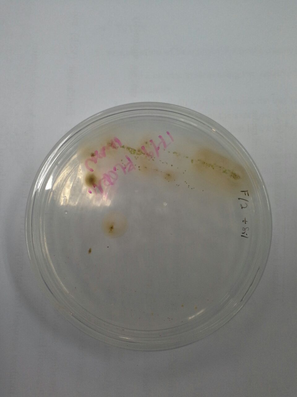 Floratic: ISOLATION OF MICROALGAE