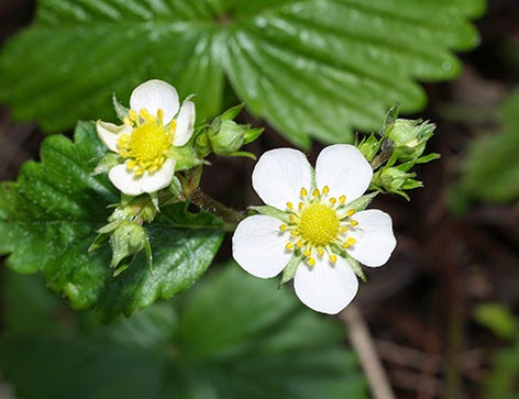 COMO CULTIVAR FRESAS en bancal, cajonera o maceta