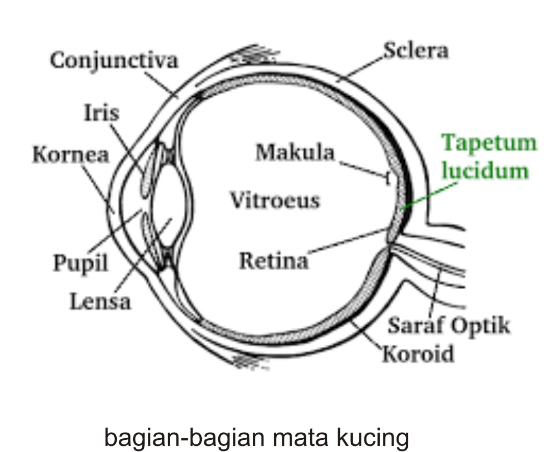 Retroreflektor, dari Bulan Sampai Mata Kucing yang Bersinar | Materi Fisika