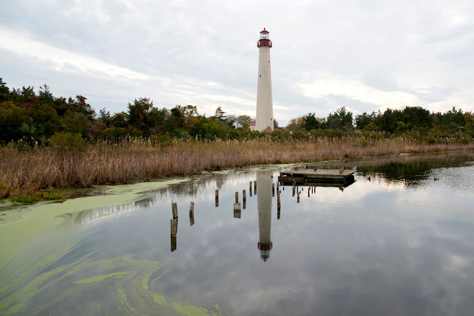 Urban Wildlife Guide: Cape May Point