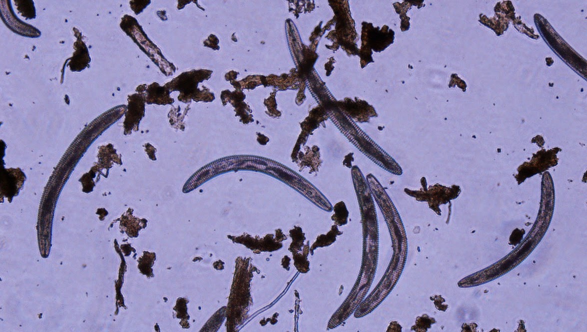 iaTURF: NEMATODES ON BENTGRASS IN IOWA