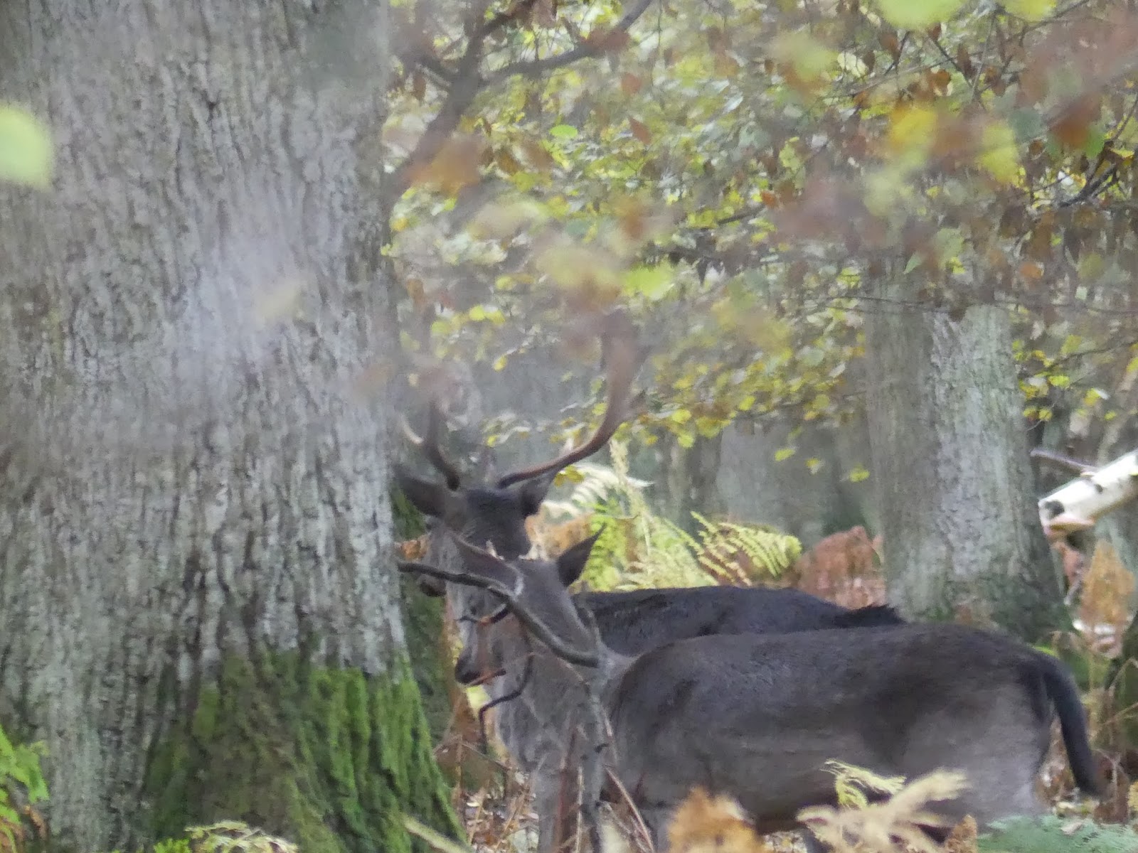 The Outdoor Traditionalist : Ashridge Forest Fallow Tracking