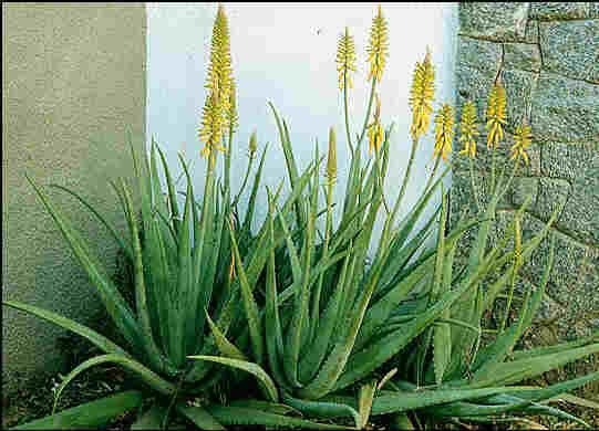Aloe vera «sábila» - Id Plantae