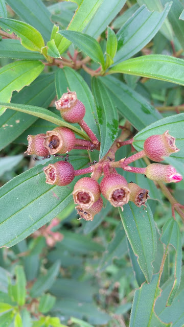 Warisan Petani: Pokok senduduk.