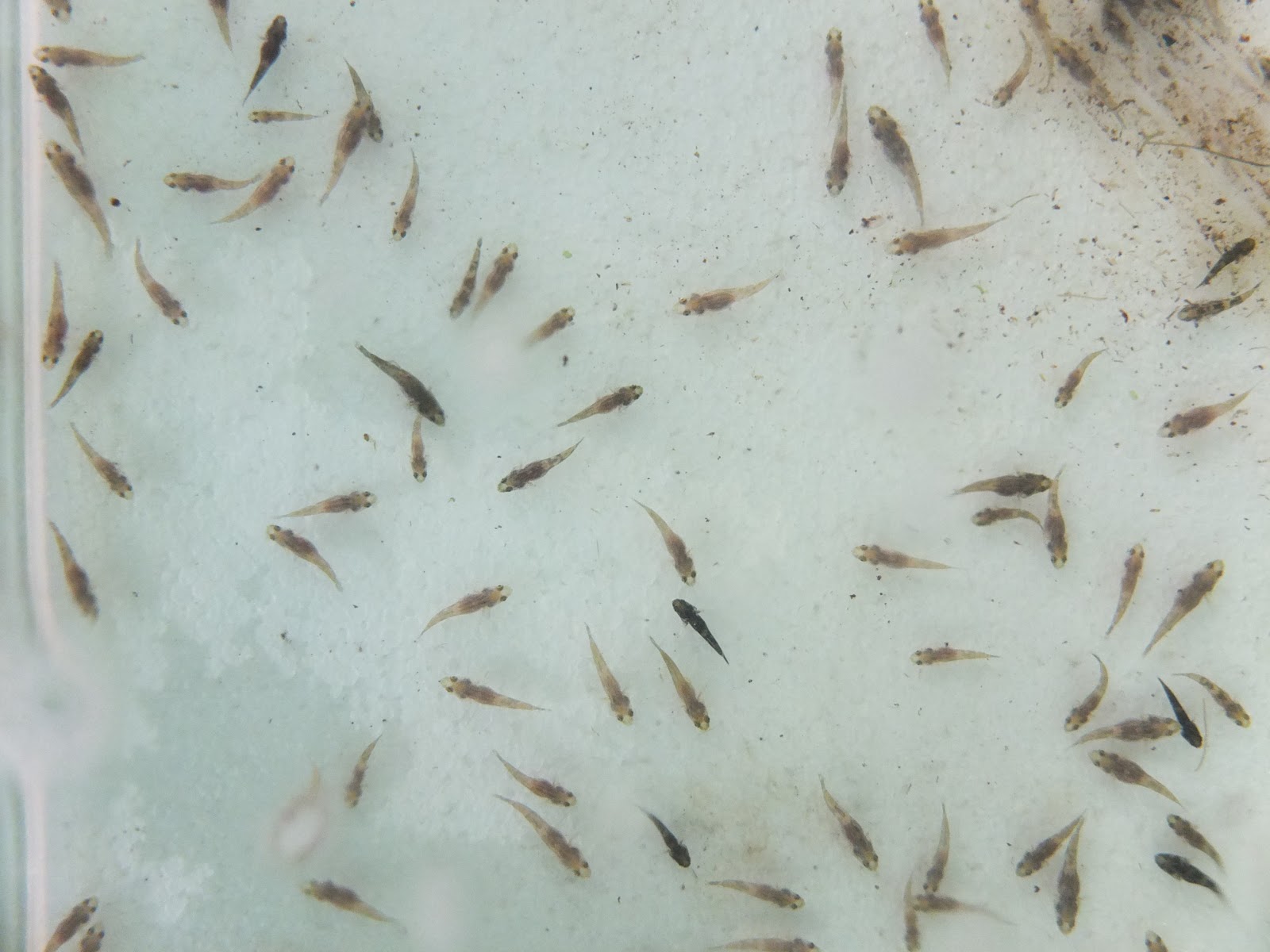 the Green Companion: Benih Ikan Ubi/ Ketutu/ Marble Goby/ Soon Hock 笋壳鱼 ...