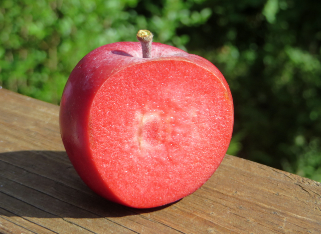 Adam's Apples: Almata apple