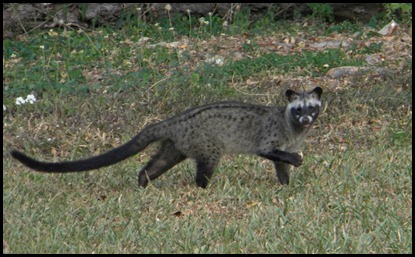 Musang lovers lumajang