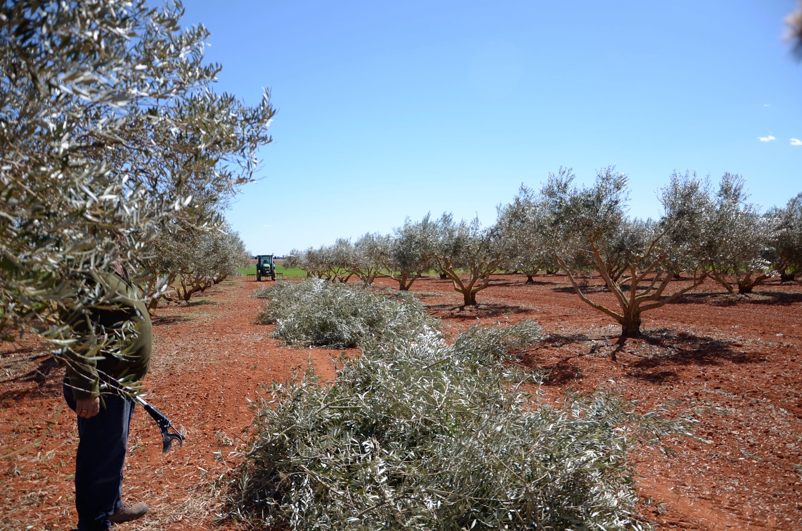 Pruning olive trees: “Without too much wood, the olives will be better ...